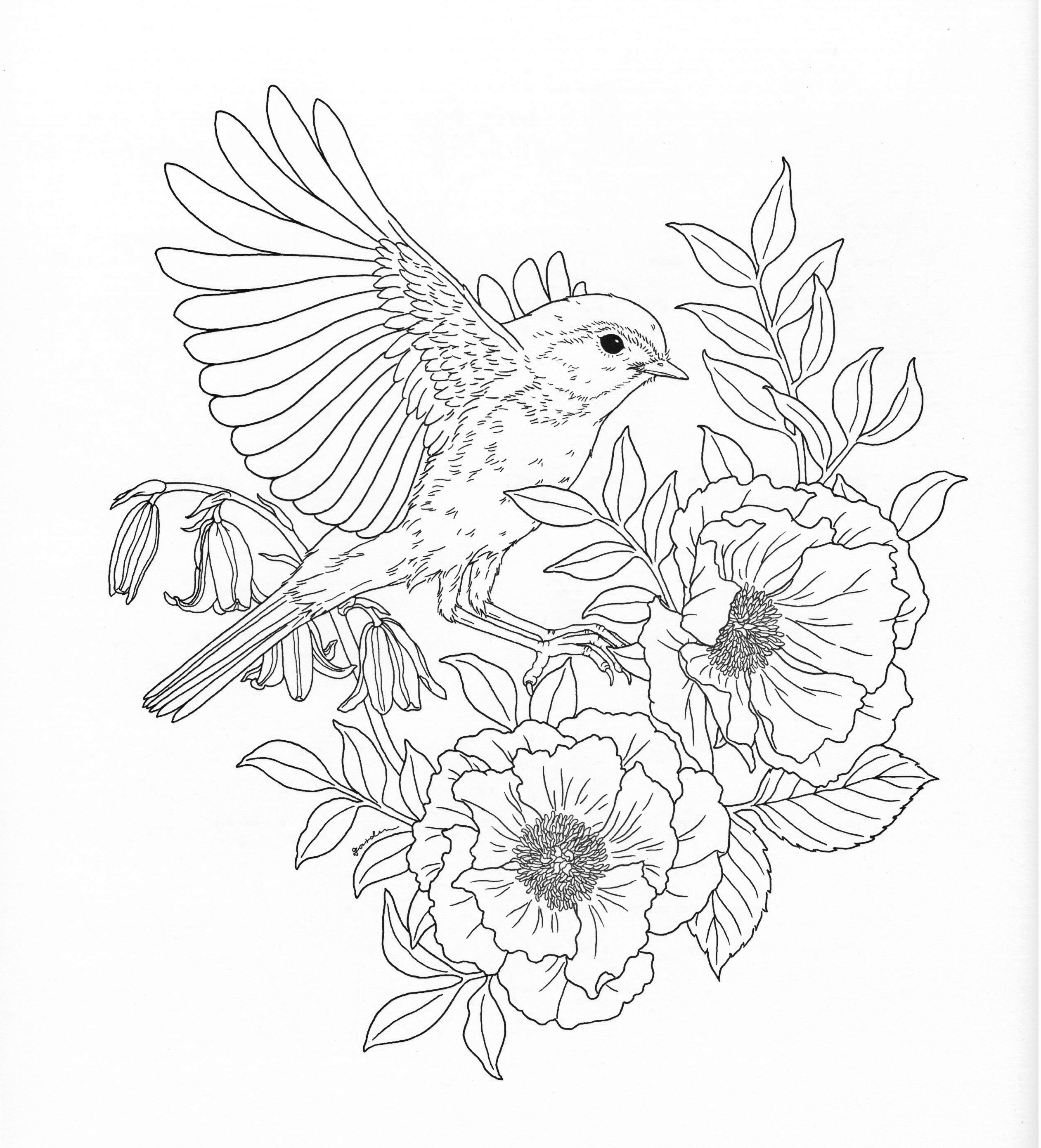 Adult Coloring Pages Printable Nature At Netjacquelineblog Blog