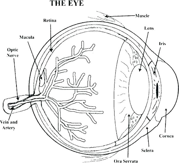 Anatomy And Physiology 1 Coloring Book Coloring Pages