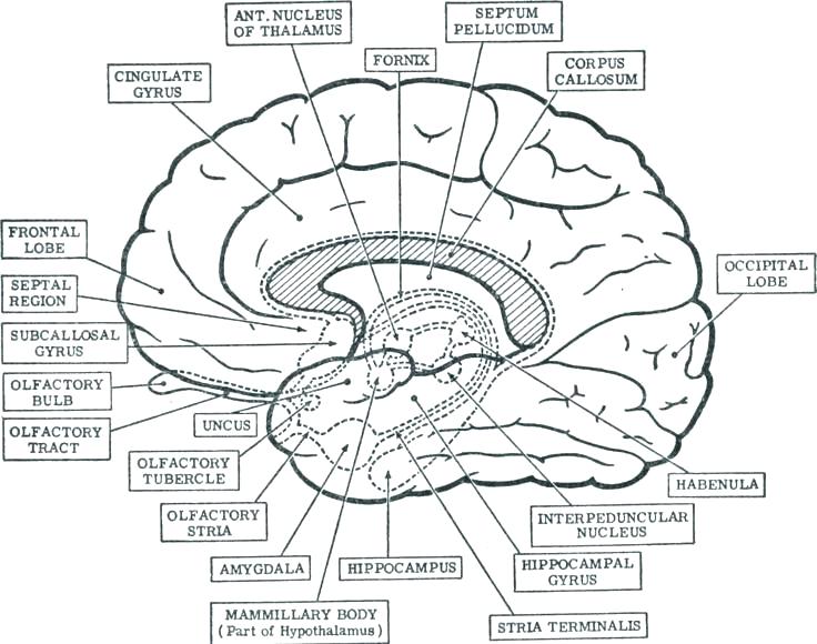 View Brain Coloring Page Kamalche