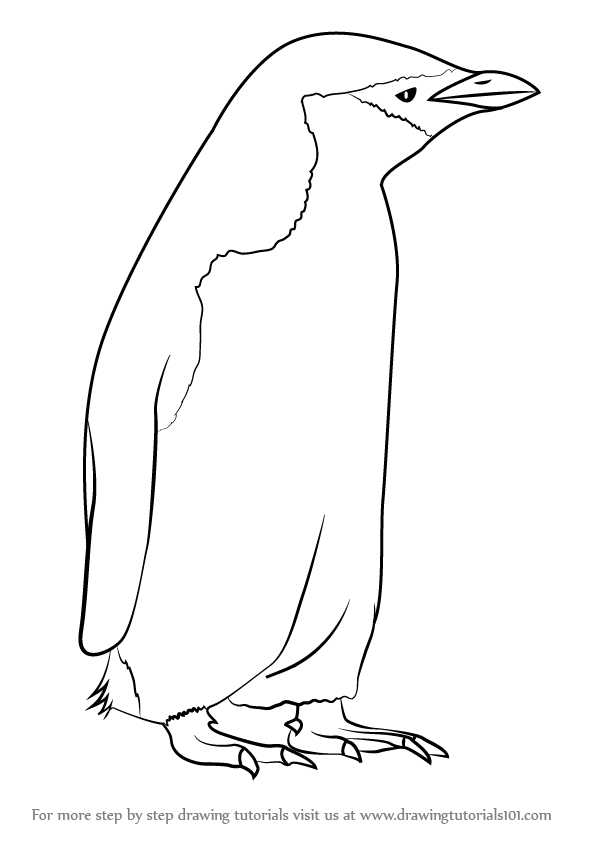 Chinstrap Penguin Coloring Page at GetColorings.com | Free printable ... Chinstrap Penguin Coloring Page at GetColorings.com | Free printable ...