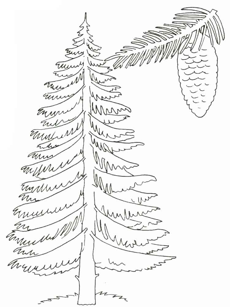 Coloring Pages Of Pine Trees At GetColorings Free Printable 