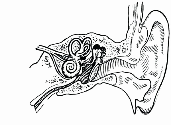 Ear Coloring Page At GetColorings Free Printable Colorings Pages 