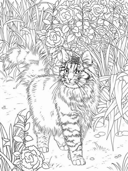 Hard Cat Coloring Pages At Free Printable Colorings Pages To Print And Color