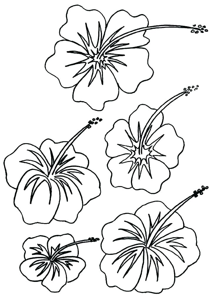 Hawaiian Flower Coloring Pages Printable At GetColorings Free 