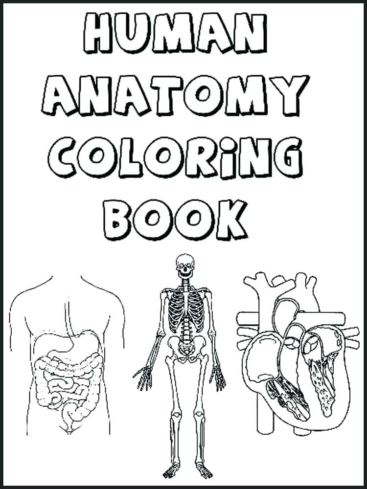 Human Anatomy Coloring Pages Sketch Coloring Page