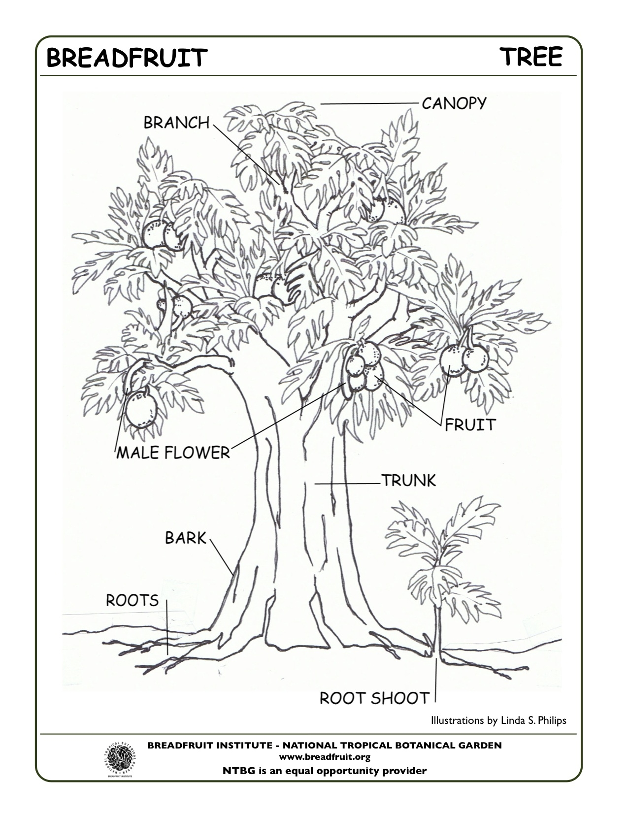 Parts Of A Plant Coloring Page At GetColorings Free Printable