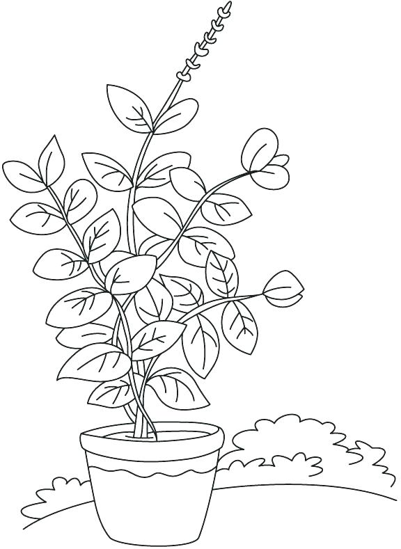Parts Of A Plant Coloring Page At GetColorings Free Printable