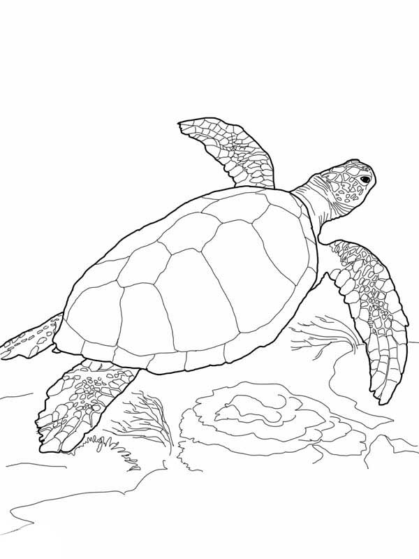 Realistic Turtle Coloring Pages At GetColorings Free Printable 
