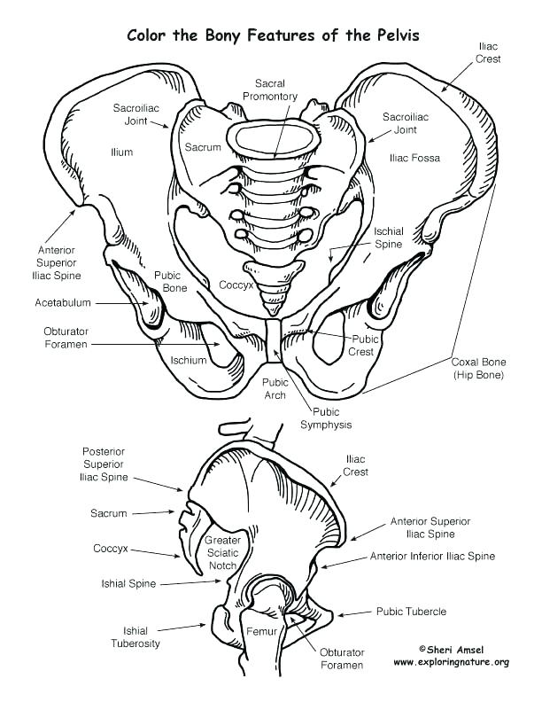 Skeletal System Coloring Pages At GetColorings Free Printable 