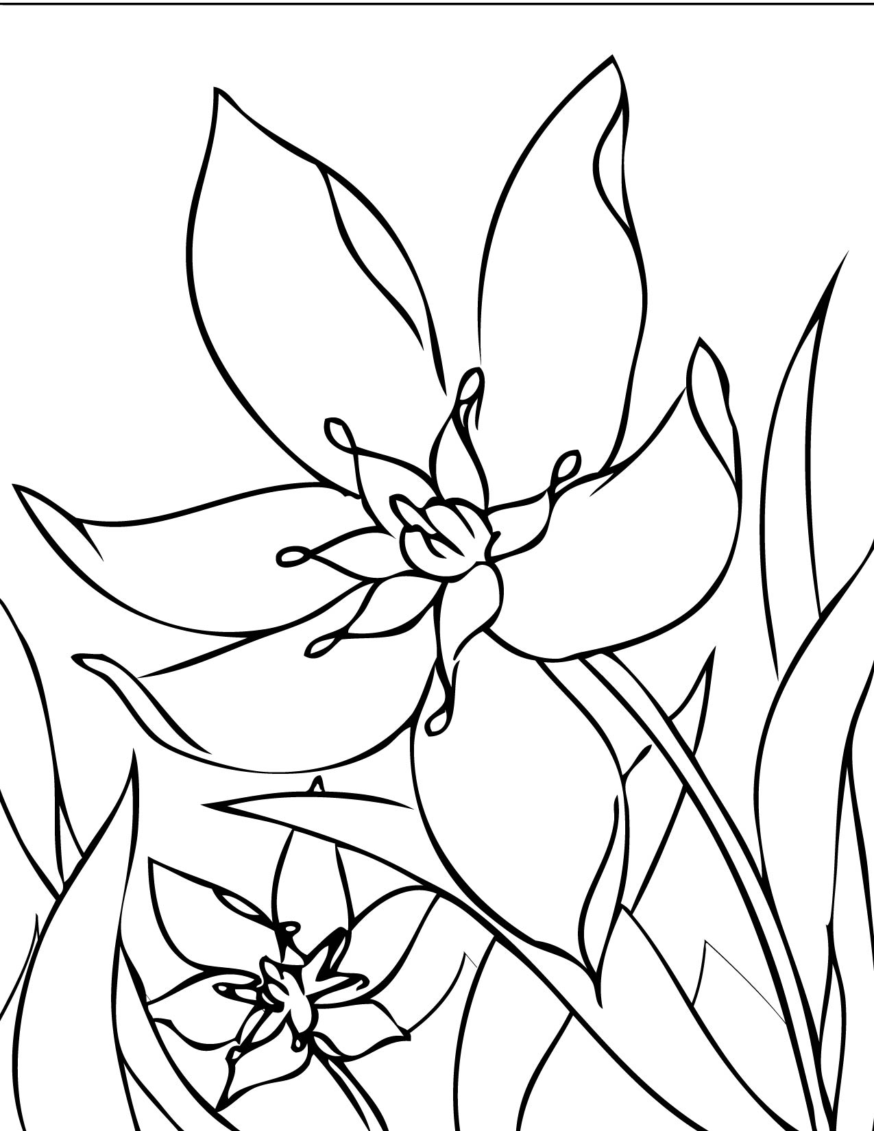 Star Of Bethlehem Coloring Page At GetColorings Free Printable 