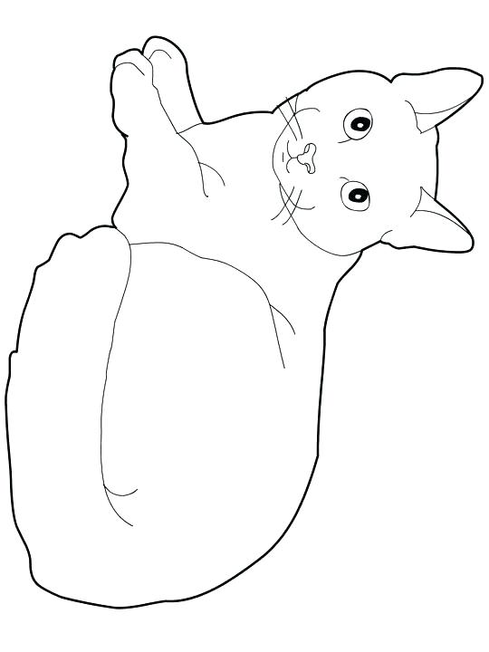Tabby Cat Coloring Pages At GetColorings Free Printable Colorings 