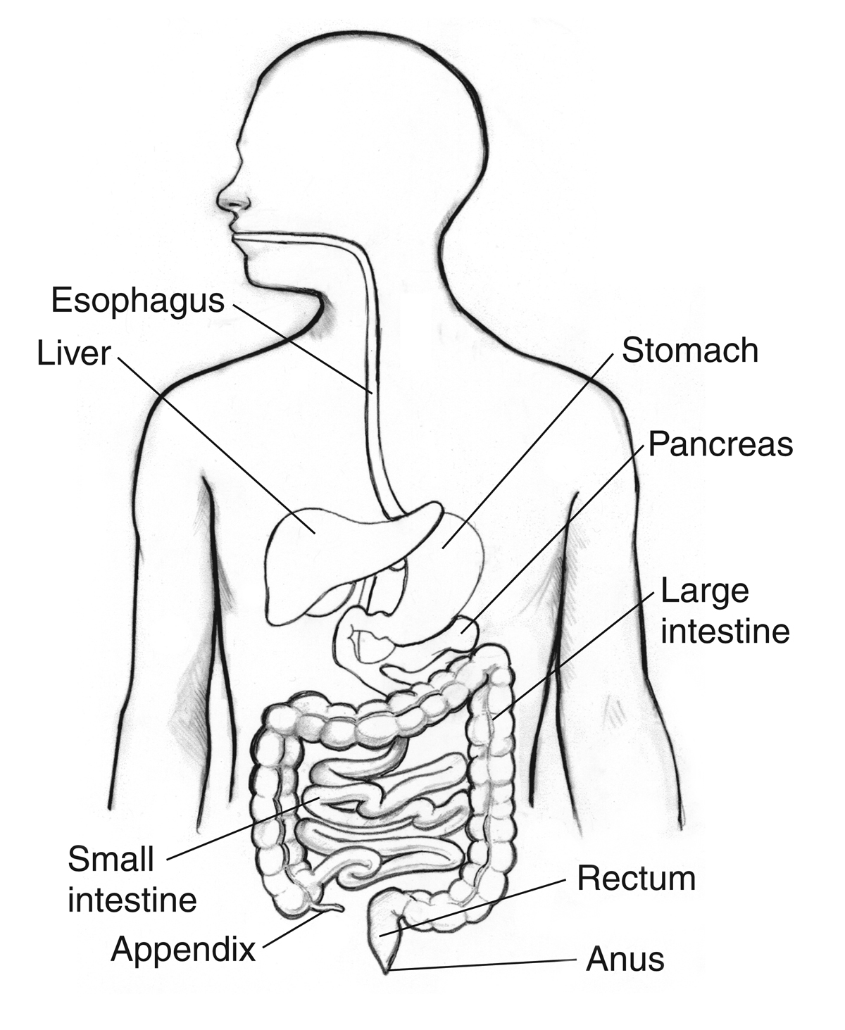 Digestive System Coloring Page at GetColorings.com | Free printable ... Digestive System Coloring Page at GetColorings.com | Free printable ...
